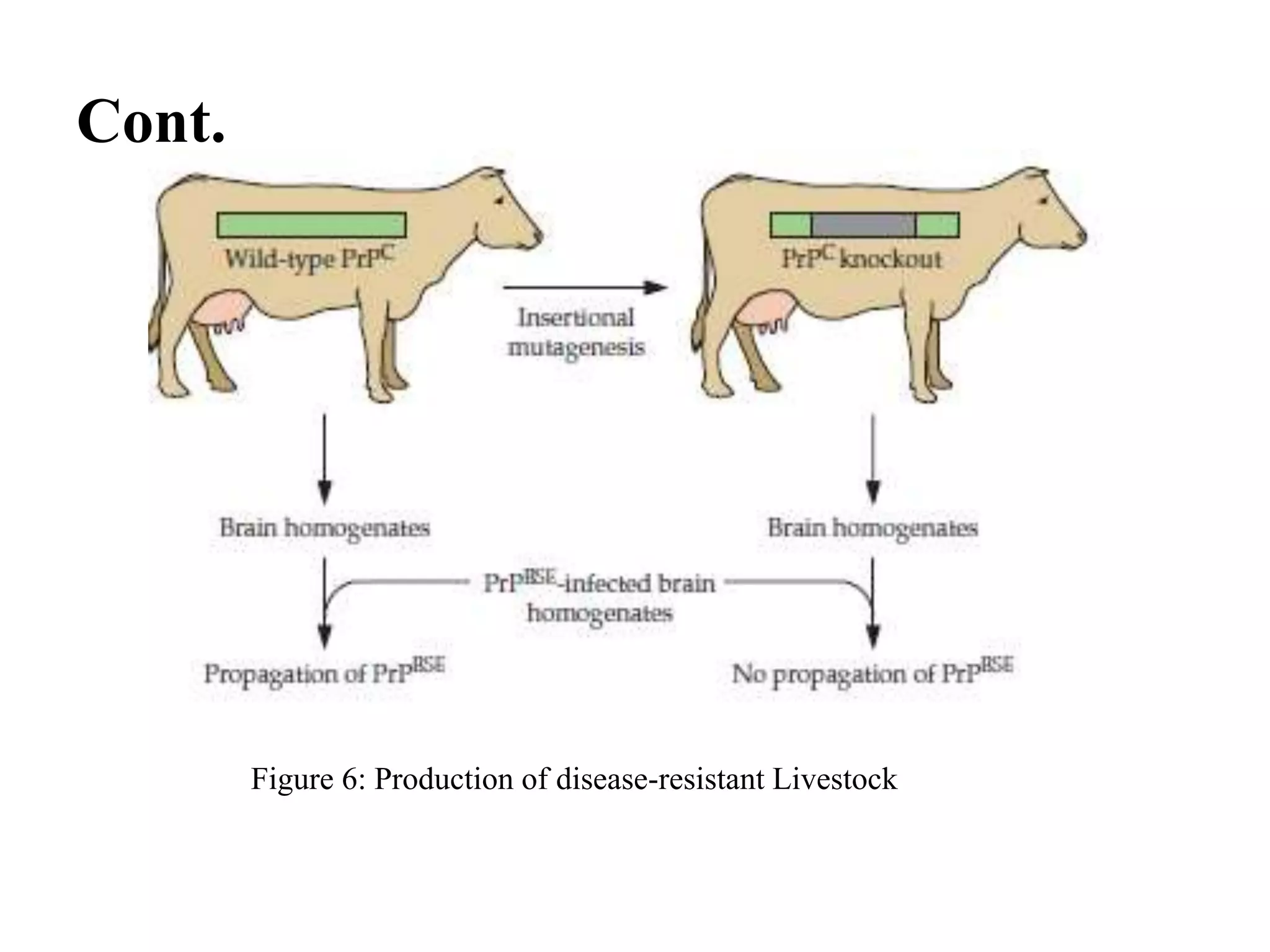Applications of animal biotechnology | PPTX