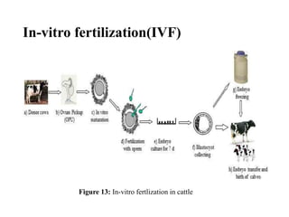 In Vitro Fertilization In Animals