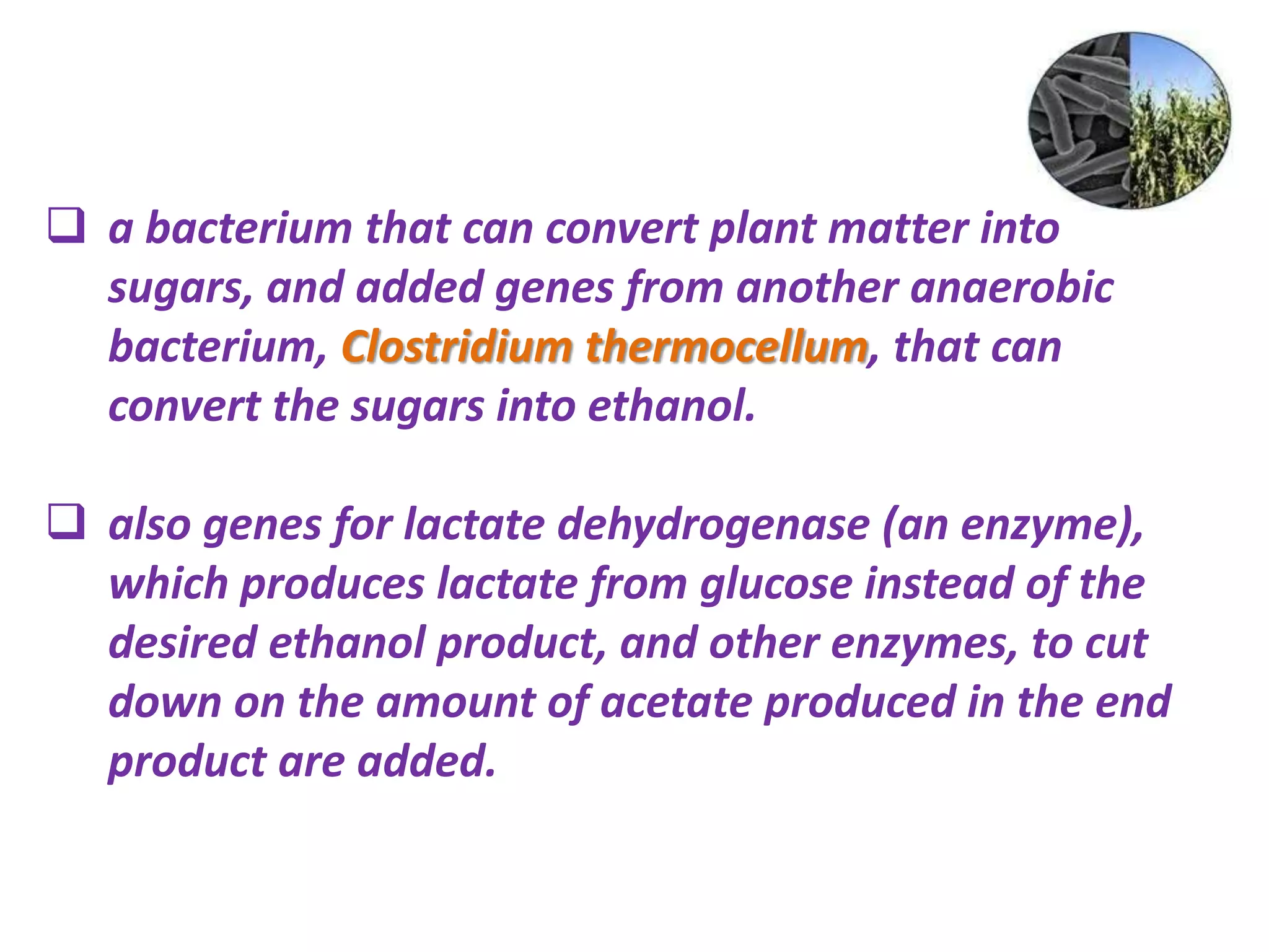 Applications of bacteria in biotechnology. | PPTX