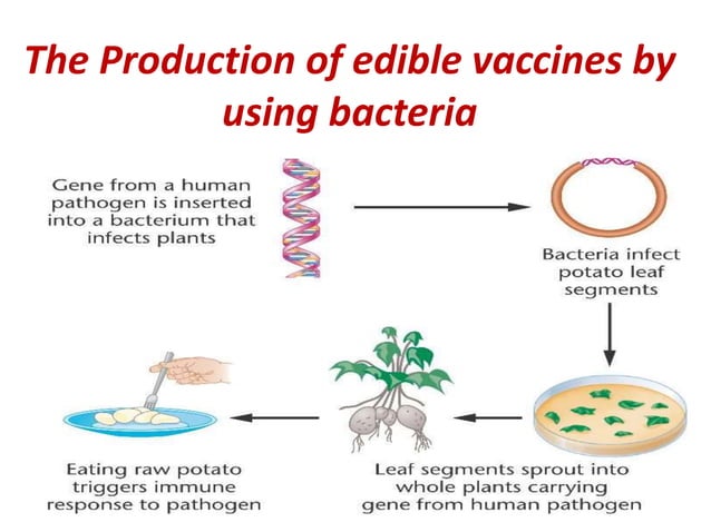 Applications Of Bacteria In Biotechnology