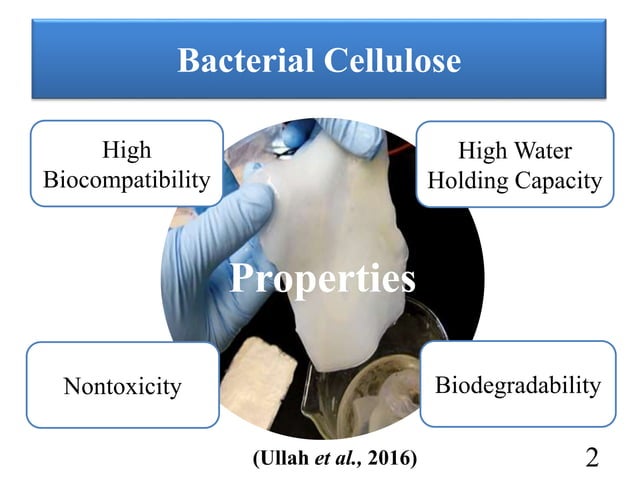 Applications of bacterial cellulose | PPTX | Chemistry | Science