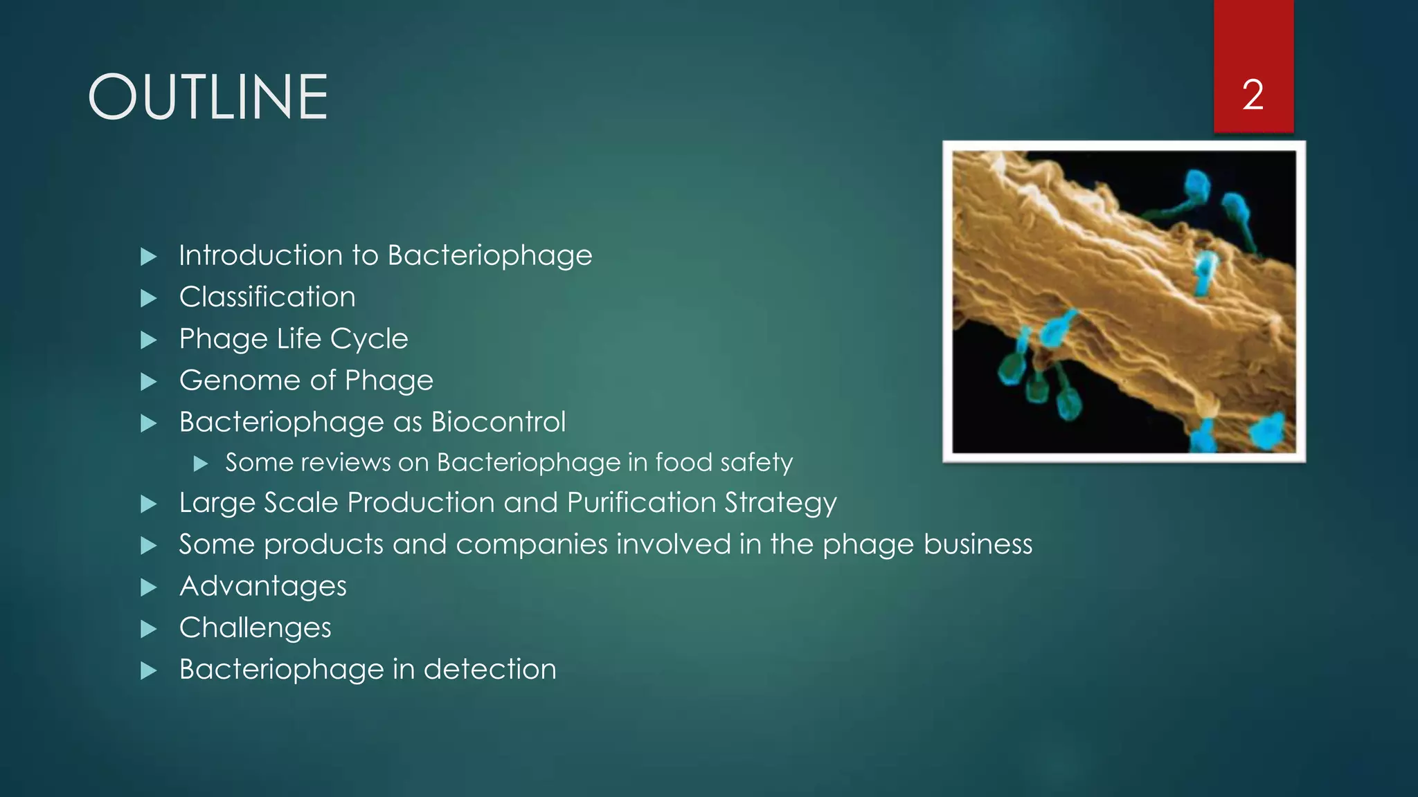 Applications Of Bacteriophages In Food Pptx