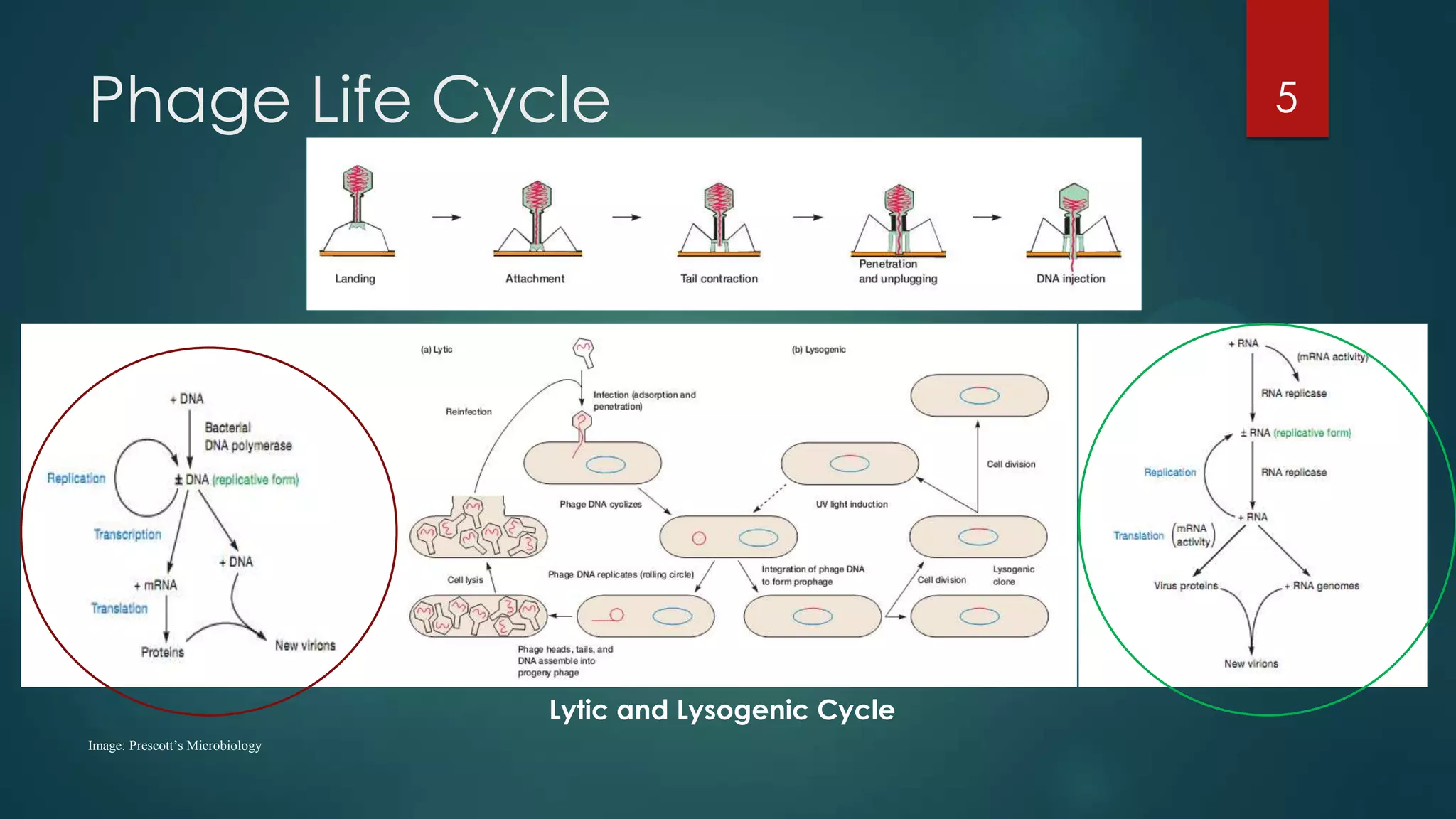 Applications Of Bacteriophages In Food Pptx