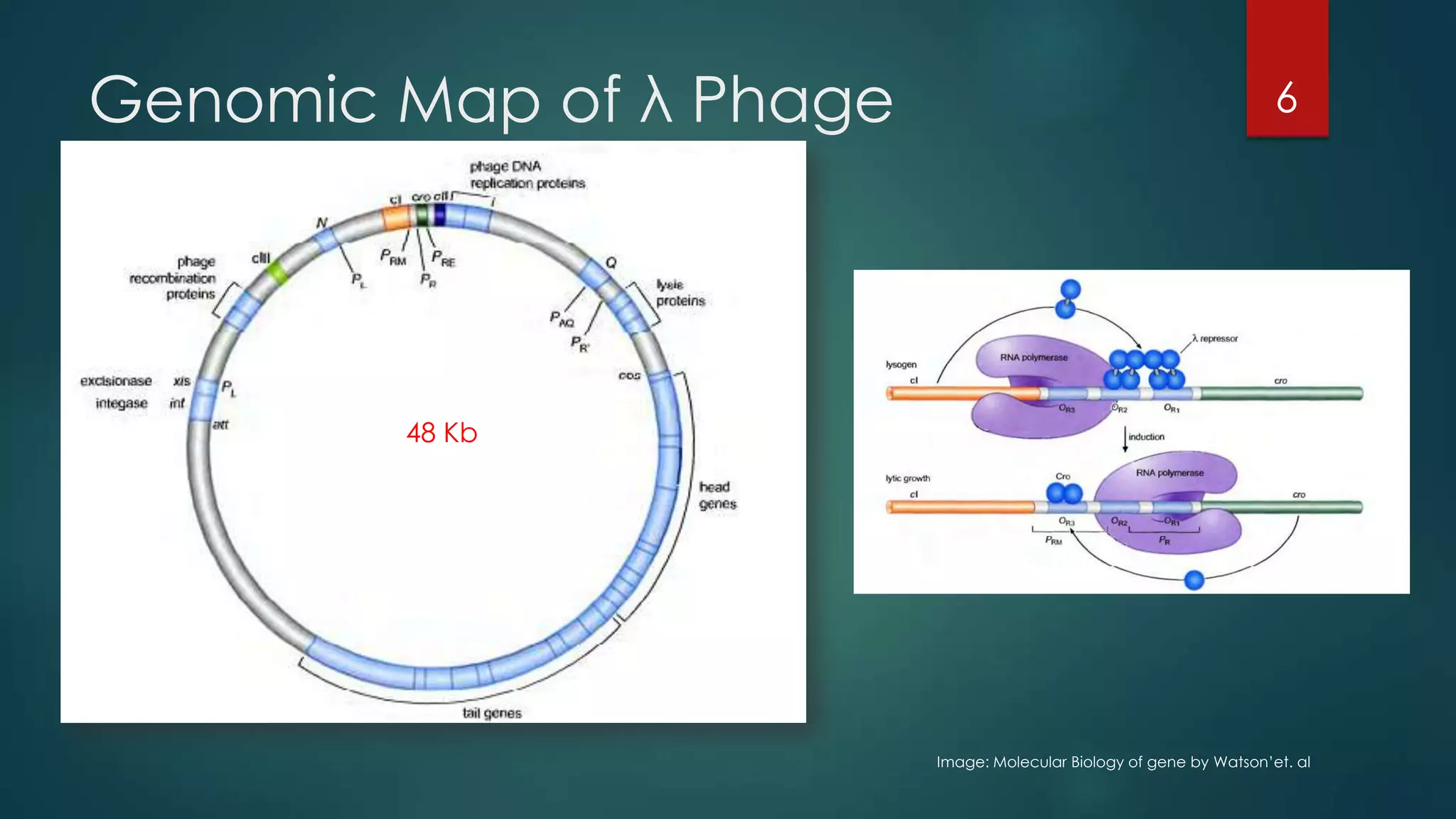 Applications Of Bacteriophages In Food Ppt