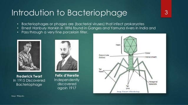 Applications Of Bacteriophages In Food