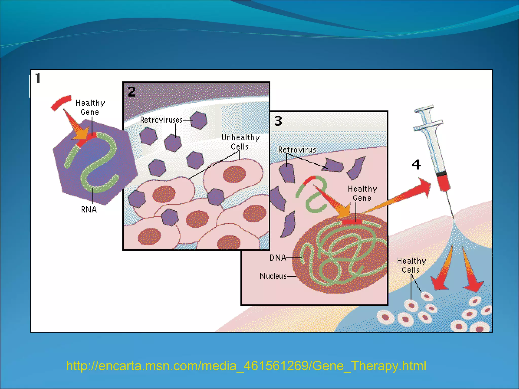 Applications of biotechnology | PPT