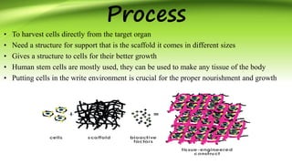 Applications of biotechnology | PPTX