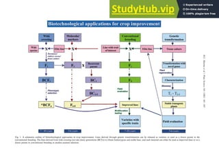 Applications Of Biotechnology For Crop Improvement Prospects And ...