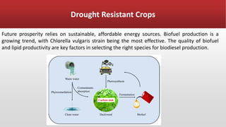 Applications of Biotechnology in Food and Agriculture | PPT