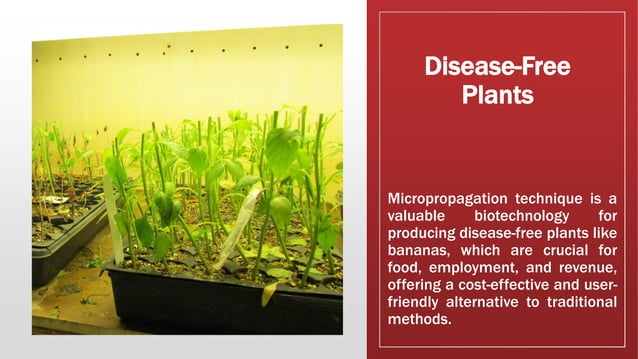 Applications of Biotechnology in Food and Agriculture | PPT
