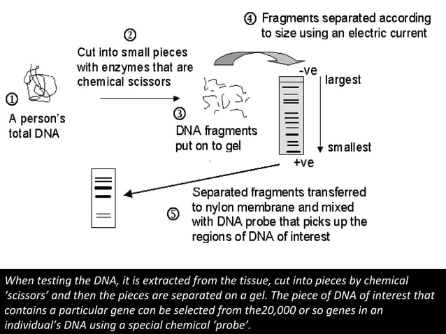 Application of biotechnology on medicine | PPT