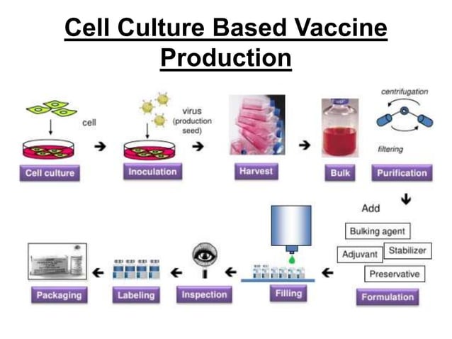 Applications of cell culture | PPTX | Infectious Diseases | Diseases ...