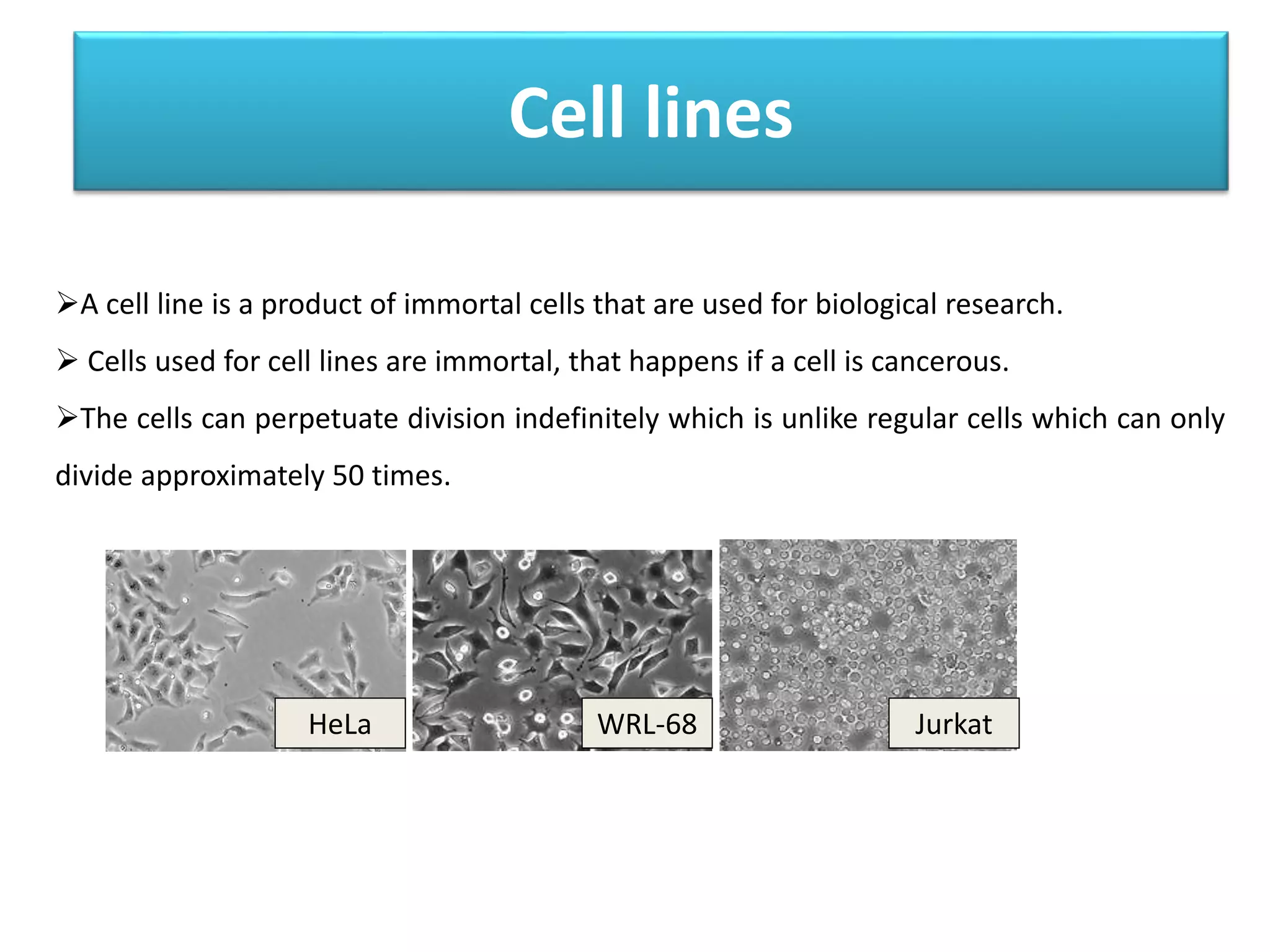 Applications of cell lines | PPTX