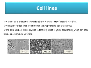 Applications of cell lines | PPTX