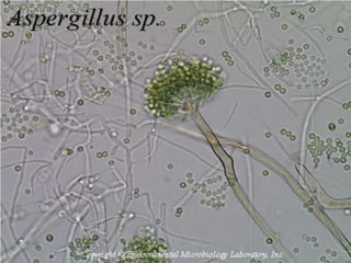 Applications of environmental microbiology in industries | PPTX