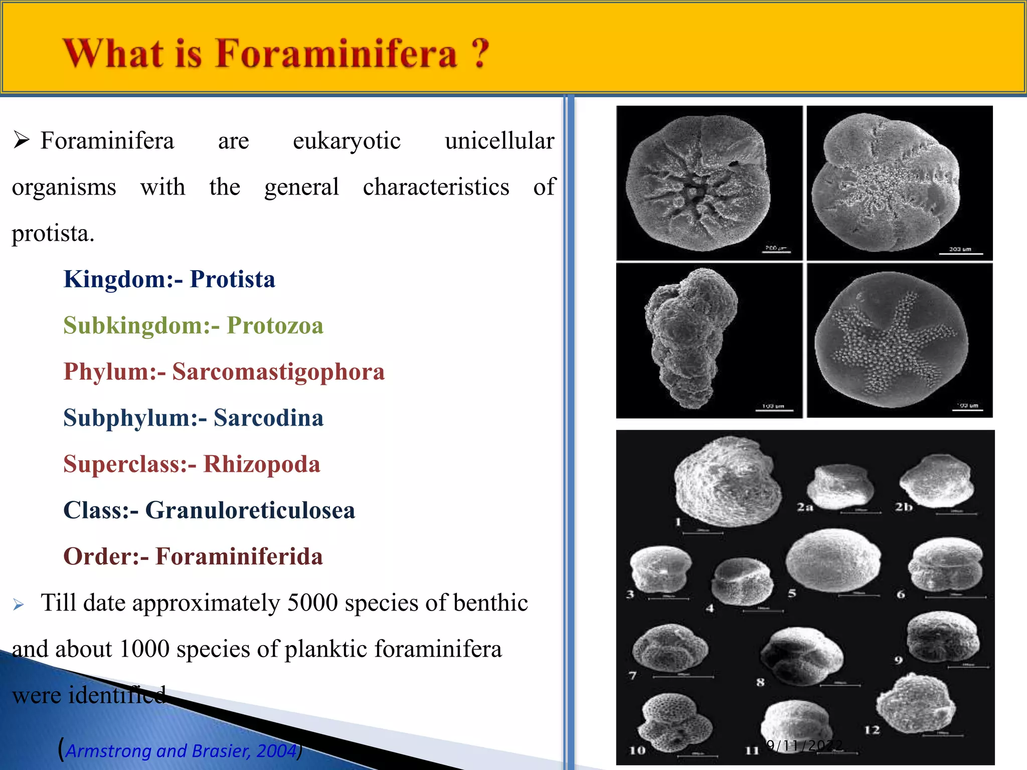 Applications of foraminifera (1).pptx