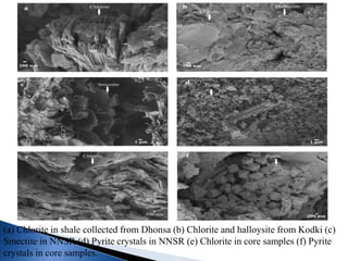 Applications of foraminifera (1).pptx