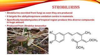 Applications of fungi | PPT