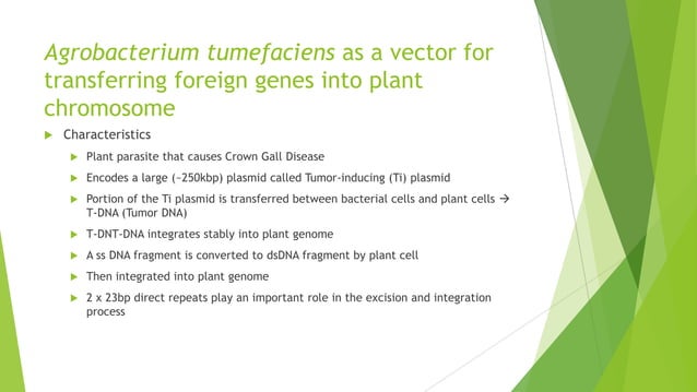 Applications of genetic engineering techniques in agriculture | PPTX