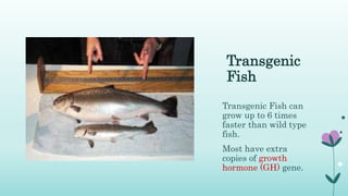 Applications of genetic technologies | PPTX