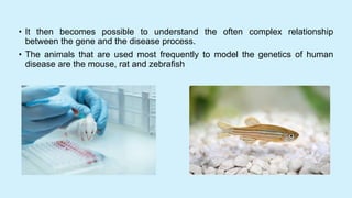 APPLICATIONS OF GM ANIMALS...........pptx