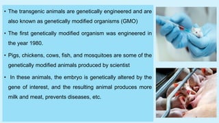 APPLICATIONS OF GM ANIMALS...........pptx