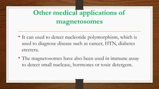 Applications of magnetic bacteria. | PPTX