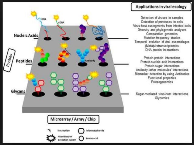 Applications of microarray | PPT