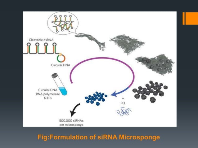 Applications of microsponge1 | PPTX | Skin Care | Beauty