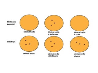Applications of Mutations.pptxhdgdgjjygh | PPT