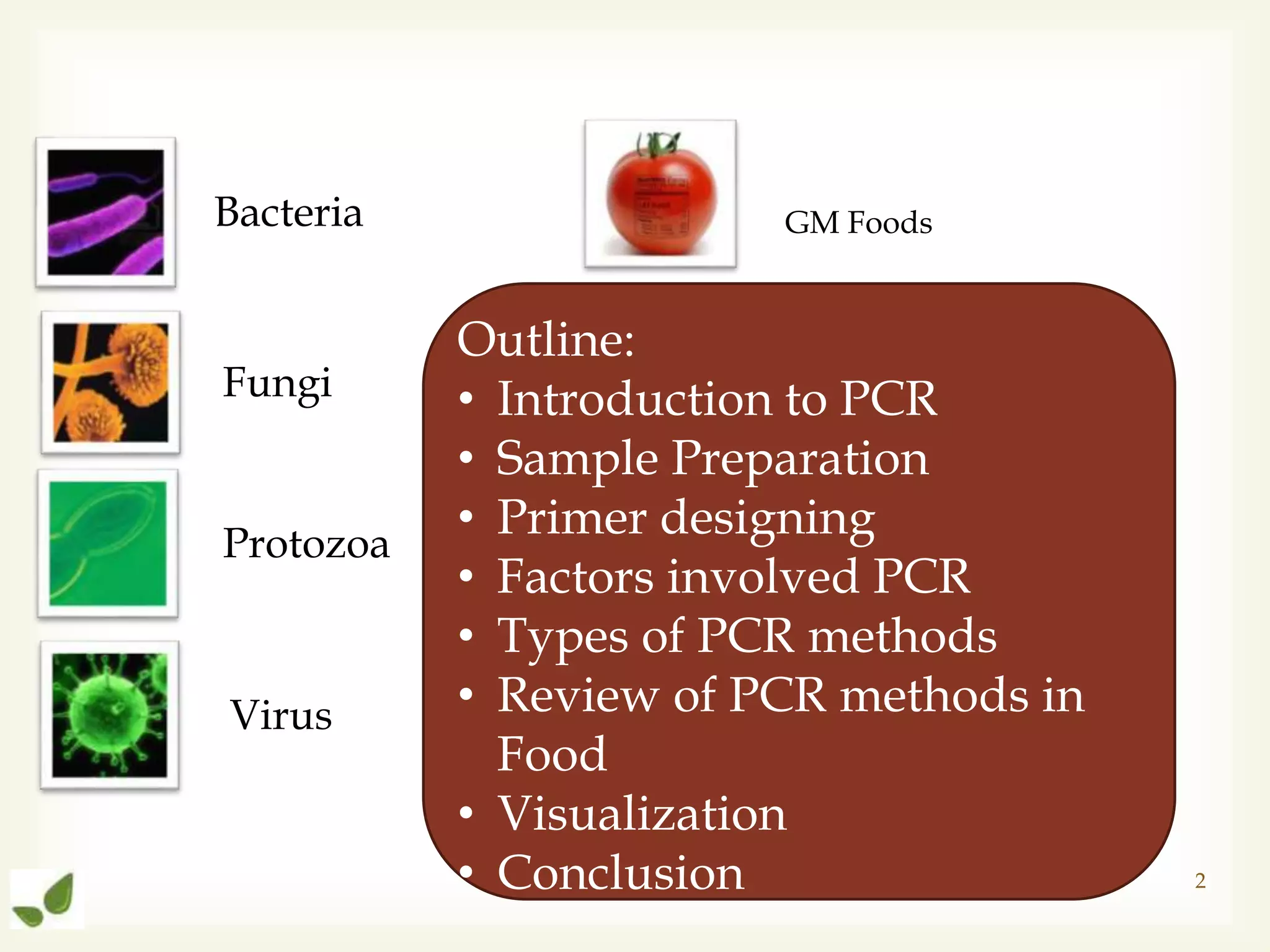 Applications Of Pcr In Detection Of Food Borne Pathogens And Gm Foods