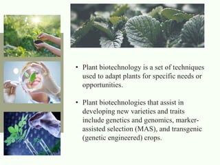 Applications of plant biotechnology | PPTX