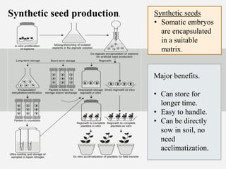 Applications of plant biotechnology | PPTX