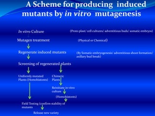 APPLICATIONS OF PLANT TISSUE CULTURE SMG | PPTX