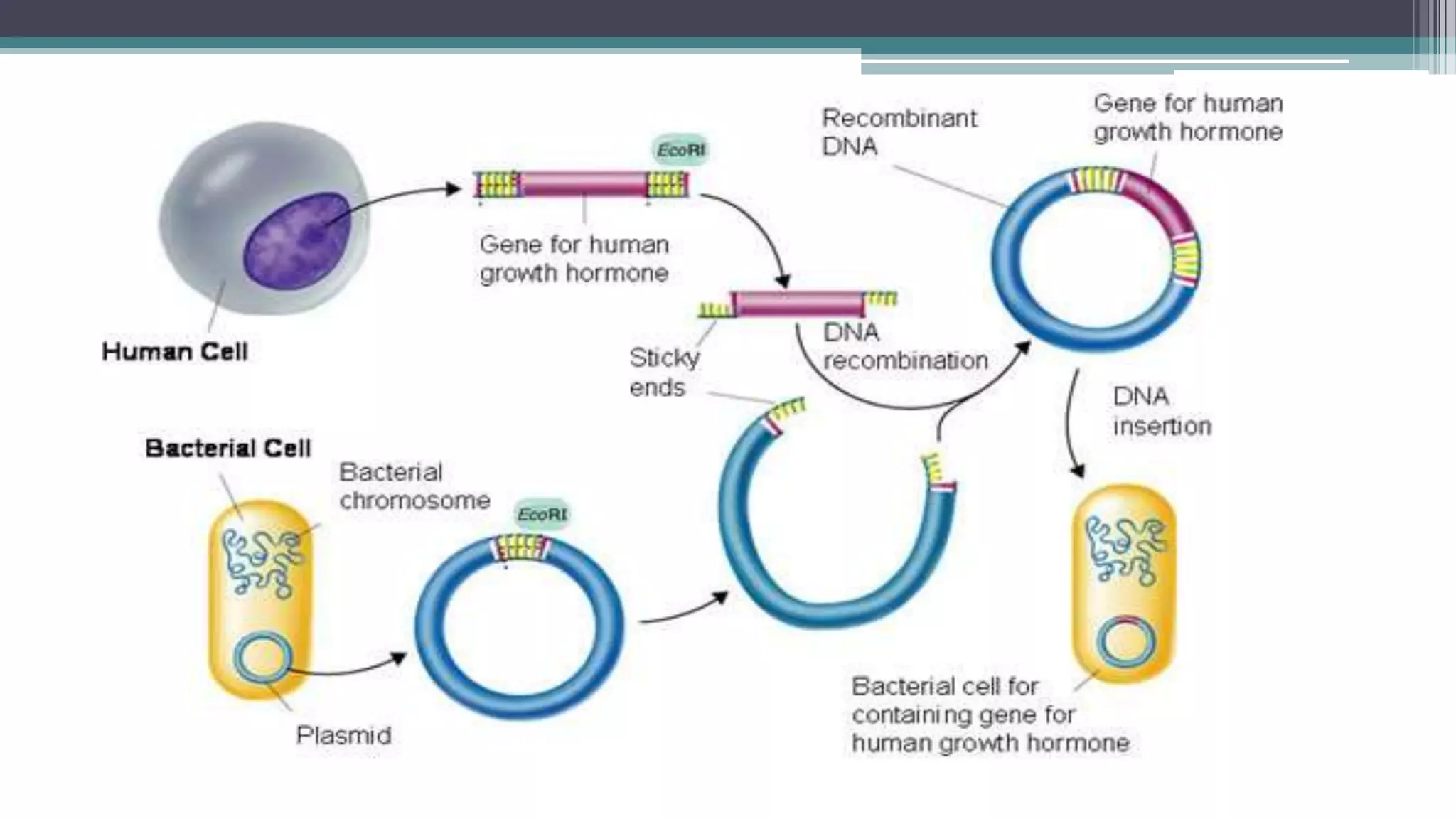 Applications of rdna technology in medicines | PPTX