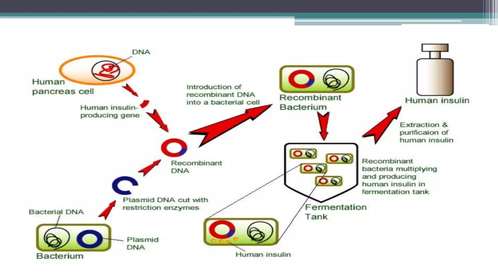 Applications of rdna technology in medicines | PPTX | Biotech and ...