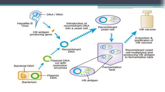 Applications of rdna technology in medicines | PPTX | Biotech and ...