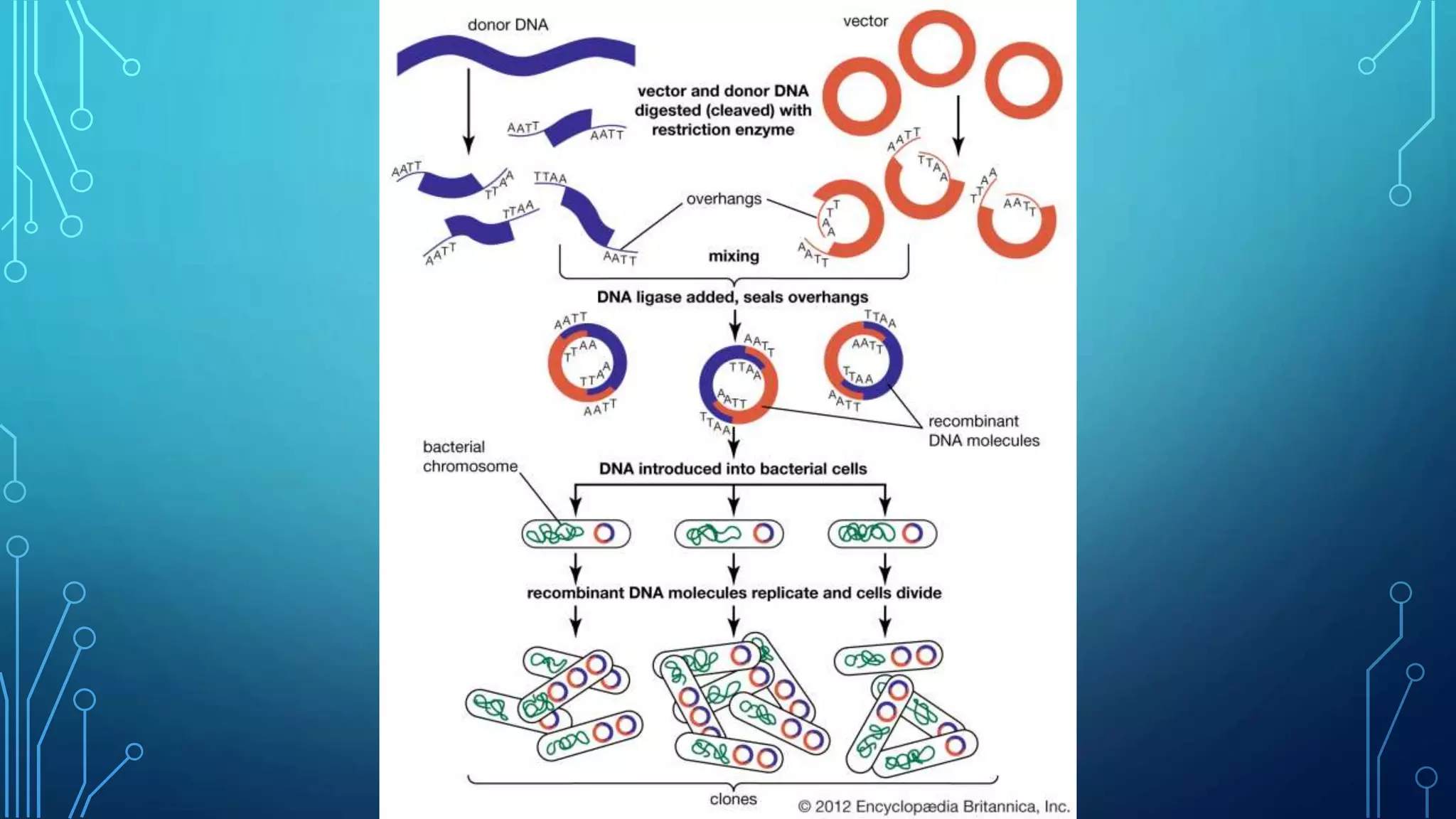 Applications of Genetic Engineering in the Development of ...