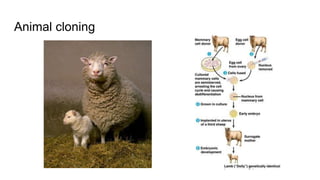 Recombinant Dna Animals