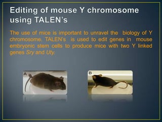 Applications of talens | PPT