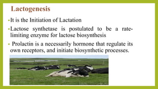 Applications of transgenic animals (pharming, farm.pptx