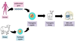 Applications of transgenic animals (pharming, farm.pptx