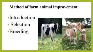 Applications of transgenic animals (pharming, farm.pptx