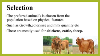 Applications of transgenic animals (pharming, farm.pptx