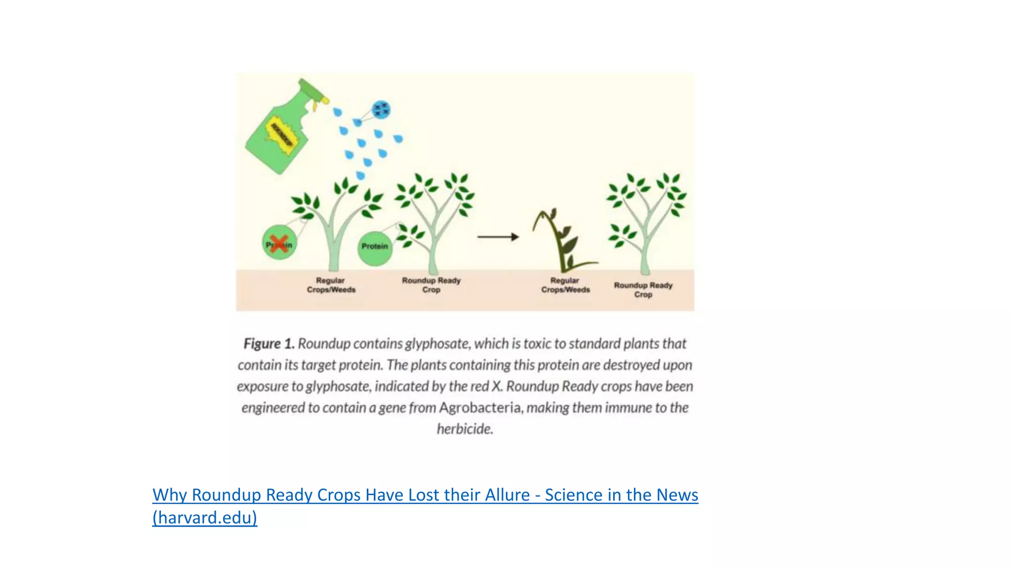 Applications of transgenic plants_II.pptx