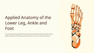 Applied-Anatomy-of-the-Lower-Leg-Ankle-and-Foot.pptx