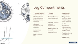 Applied-Anatomy-of-the-Lower-Leg-Ankle-and-Foot.pptx