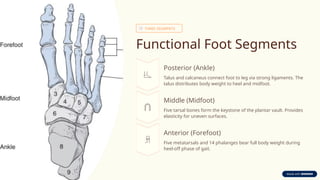 Applied-Anatomy-of-the-Lower-Leg-Ankle-and-Foot.pptx