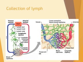 lymphoreticular system | PPTX
