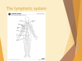 Blank Lymphatic System Histology Slide